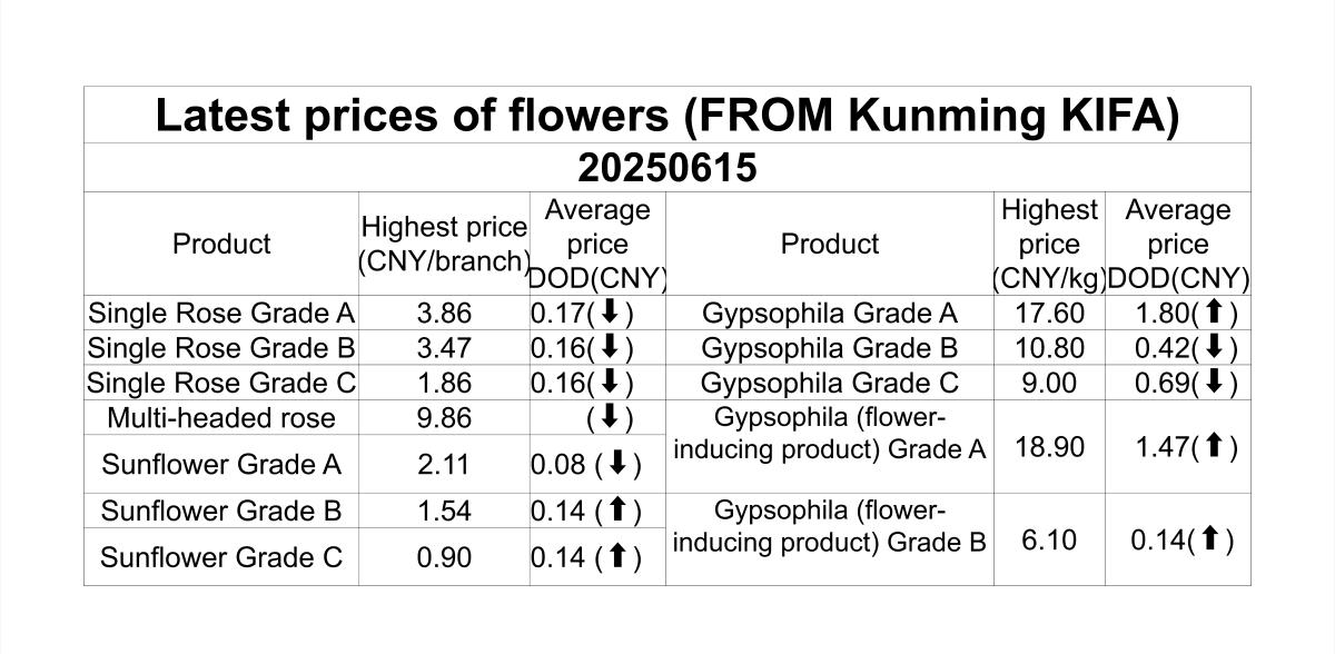 Latest prices of flowers(FROM Kunming KIFA)20250615
